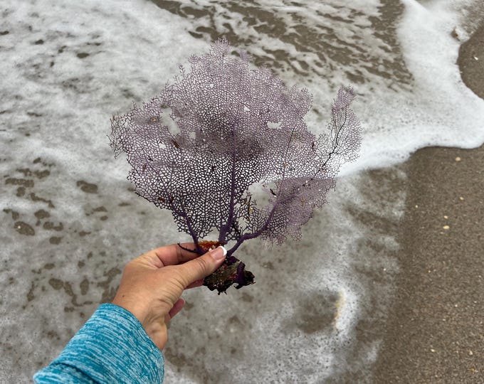 Natural Dried Ocean Sea Fans Sea Fans Coral Beach Natural Coral Ocean ...