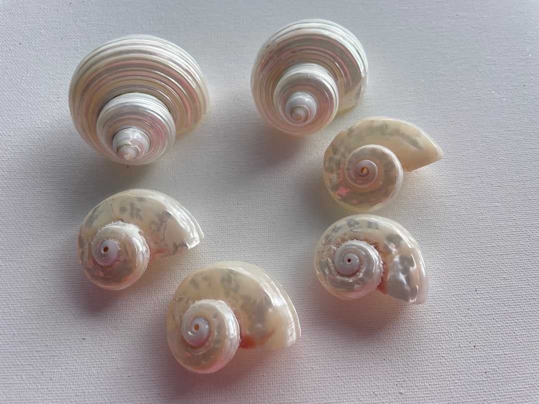 6 Pc Pearl Beautiful Florida Shells. Home Decor, Shells. Beach Shells ...