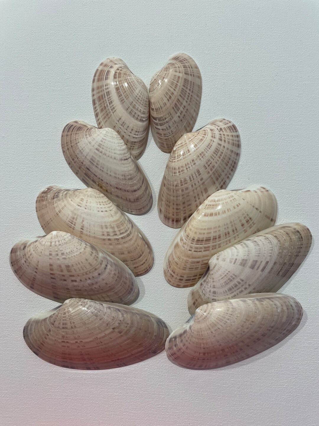 Sunray Venus Seashells Set: Florida Coastal Decor (4-8cm) - Etsy