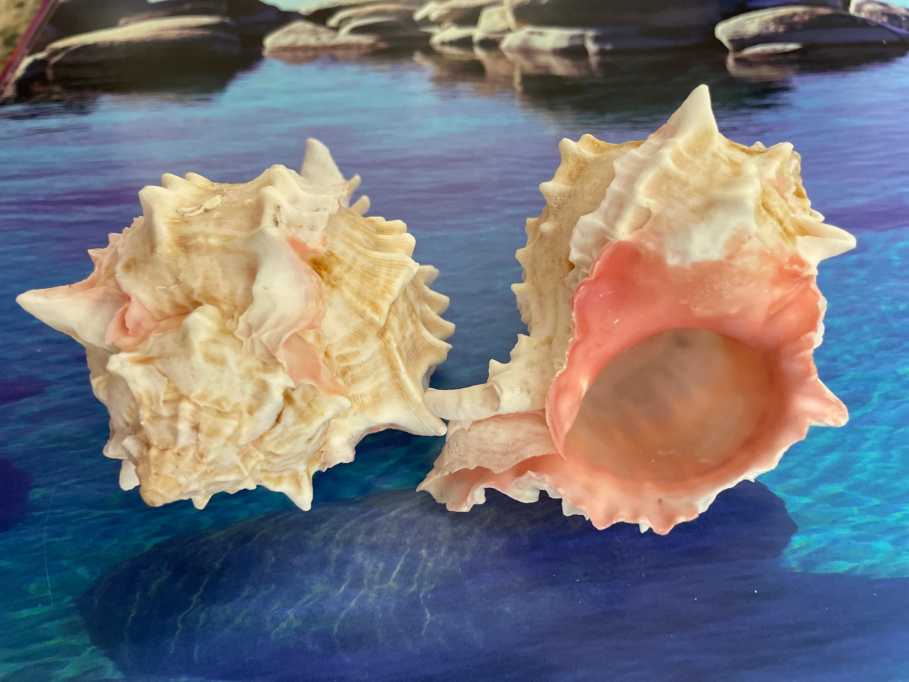 Ocean Shells. Beach Shells. Decor for Marine Aquariums - Etsy