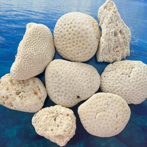 Natural Sea Coral Collection. Florida Beach Sand. Beach Coral . Natural ...