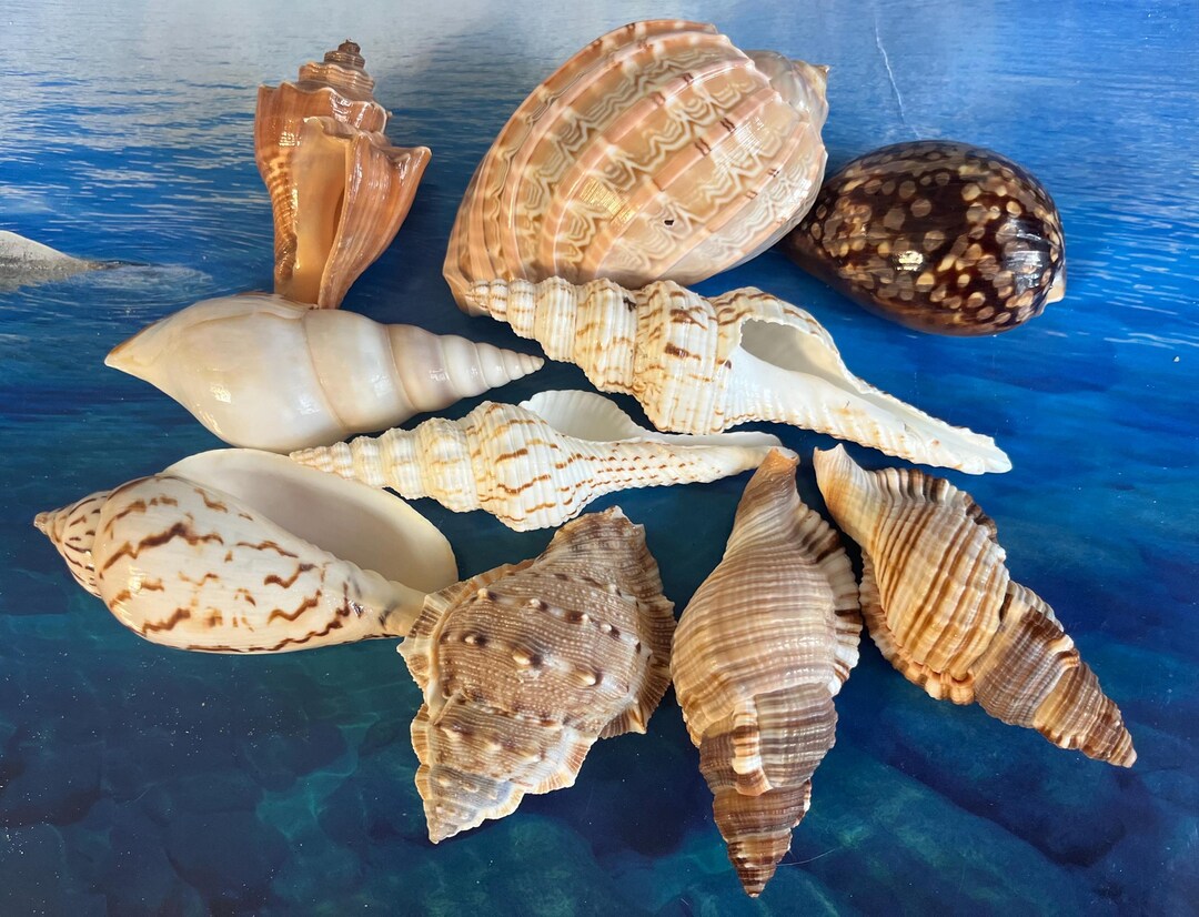 Set of Natural Large Seashells for Home Decor, Crafts and Collection ...