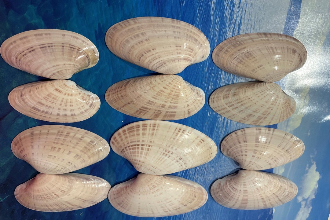 Set 12 Pcs. Sunray Venus Giant Atlantic Seashells, Home Decor. Shells ...