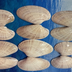 Set 12 Pcs. Sunray Venus Giant Atlantic Seashells, Home Decor. Shells ...