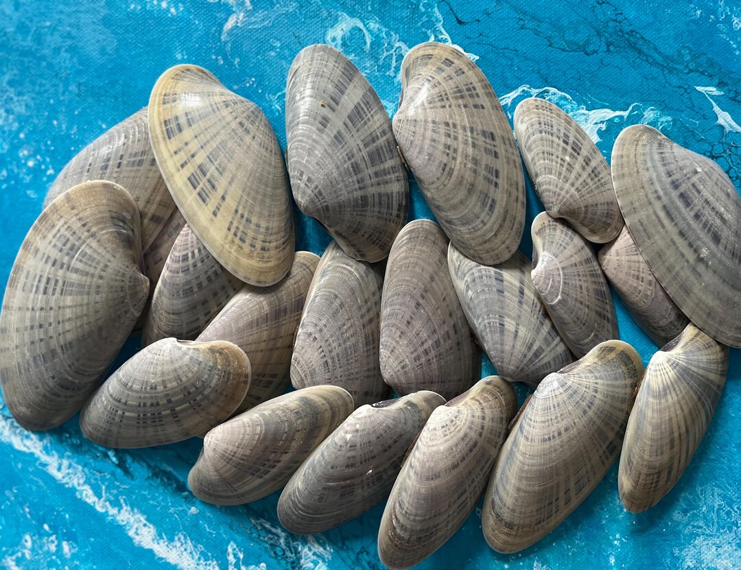 Set of 20 Pcs. Sunray Venus Giant Atlantic Seashells, Home Decor ...