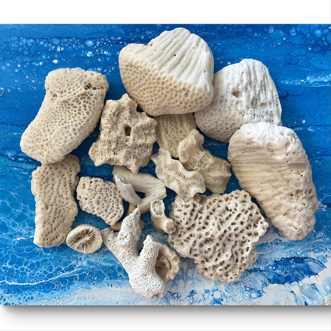 Natural Sea Coral Florida Beach. Beach Coral. Natural Coral Ocean ...