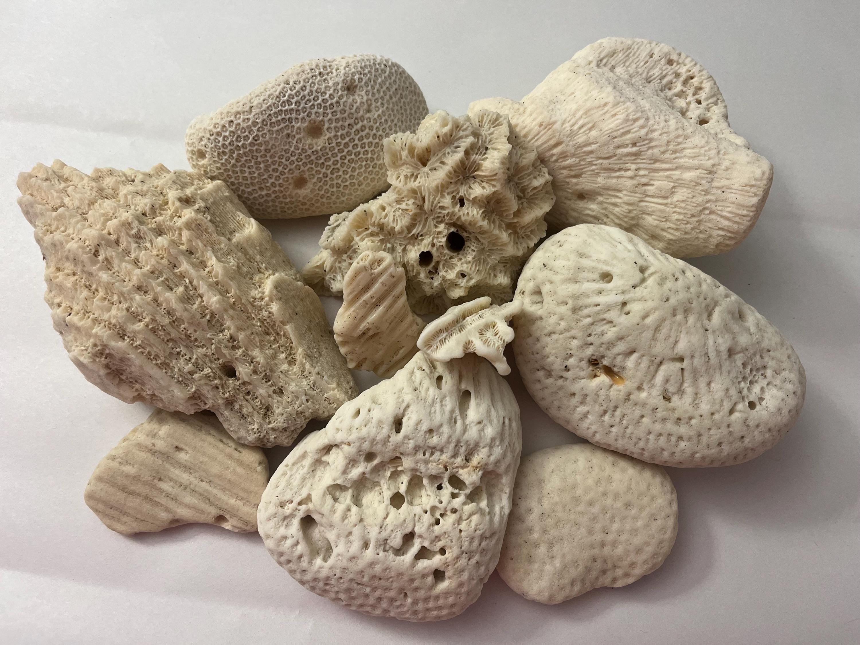 Natural Fossil Coral Rocks: Beach Ocean Decor, Coastal Crafts - Etsy