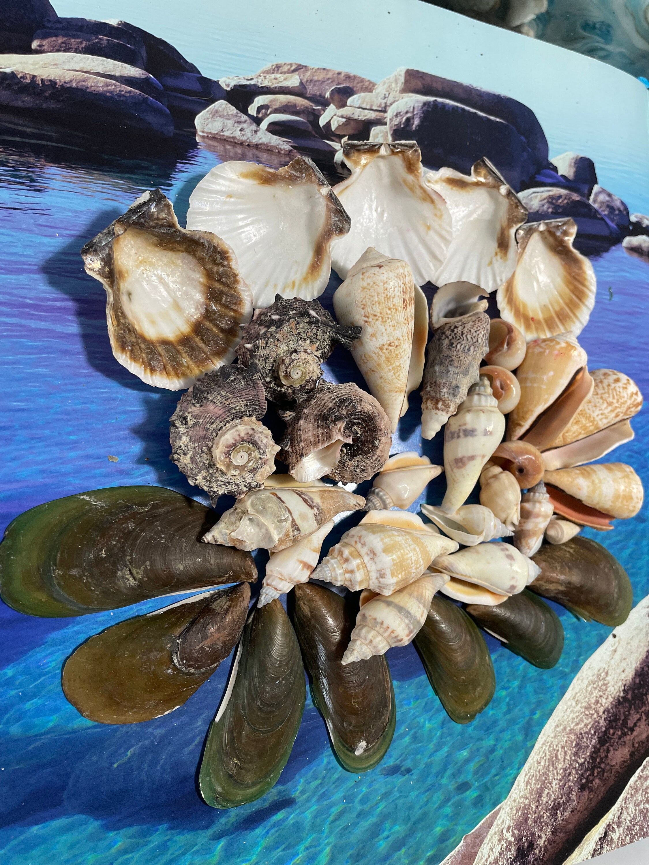 Rare Sea Shells. Gorgeous Beach Shells. Decor for Home Boat - Etsy