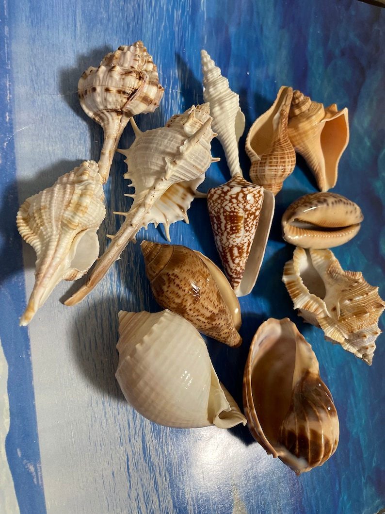 Rare Ocean Shells. Magnificent Beach Shells. Décor for Home - Etsy