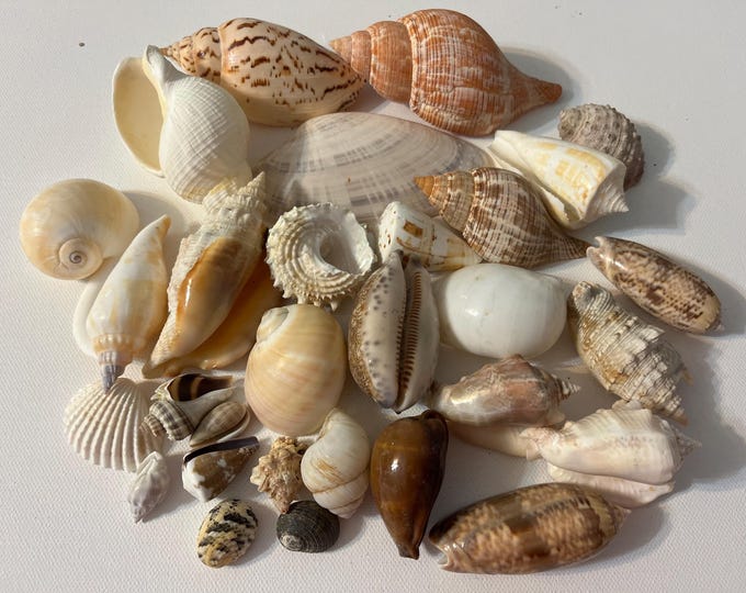 Florida Seashells Set, Rare Ocean Shells for Coastal Decor & Crafts ...