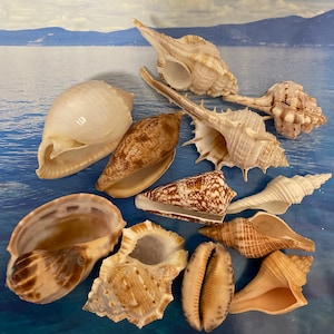 Rare Ocean Shells. Magnificent Beach Shells. Décor for Home, Boat ...