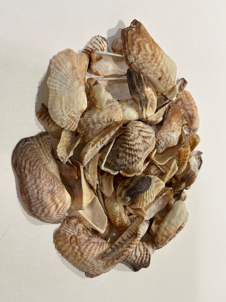 30 Pc Beach Seashells Natural Shells, Ocean Seashells,craft Aquarium ...