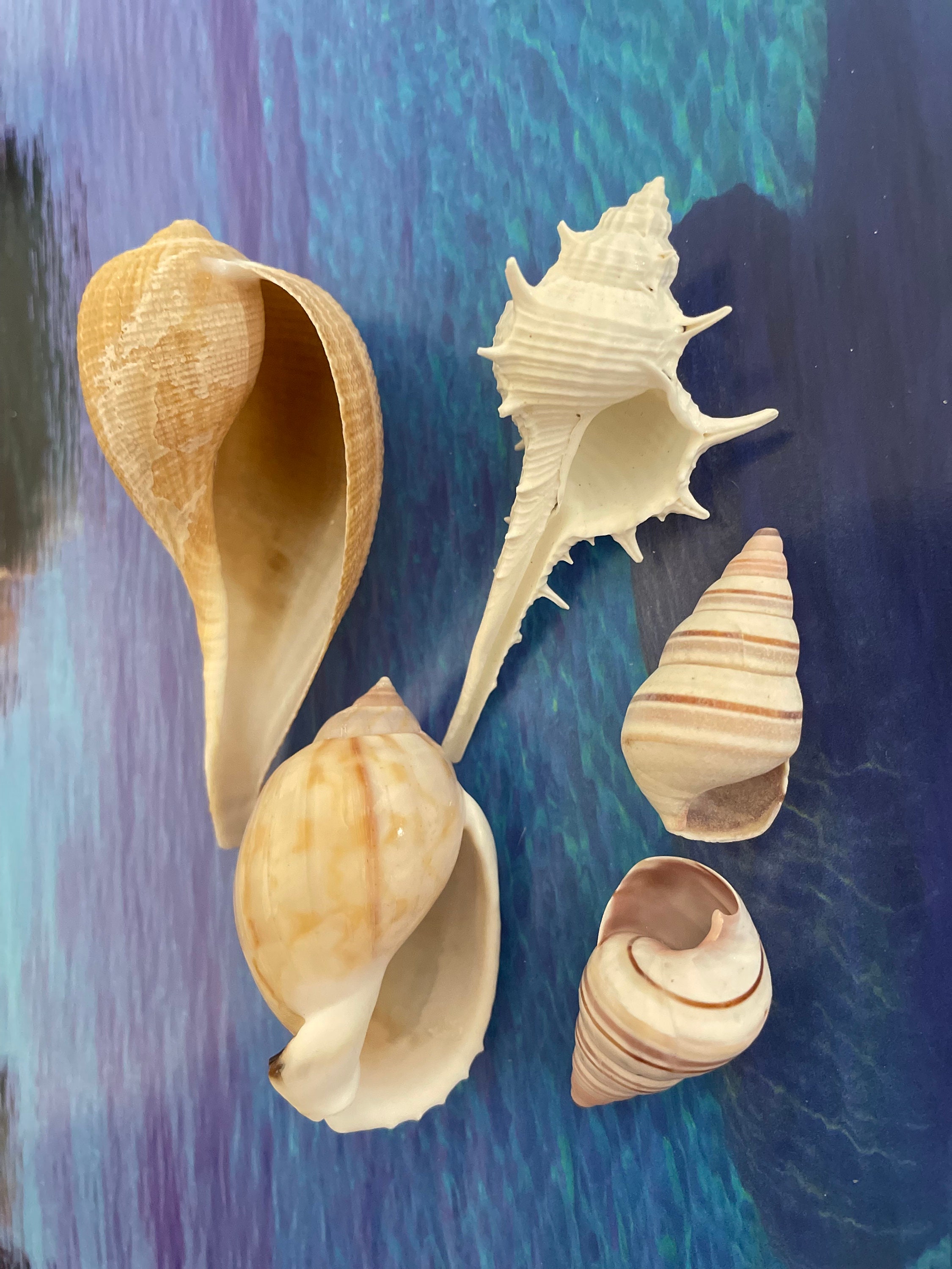 Ocean Shells. Beach Shells. Decor for Marine Aquariums, Interiors ...