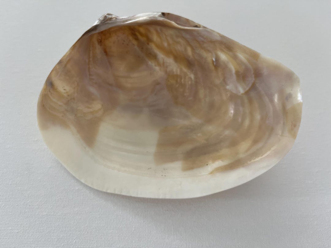 Venus Clam Shell: 6.9 in Pearlescent Beach Decor, Incense Holder - Etsy