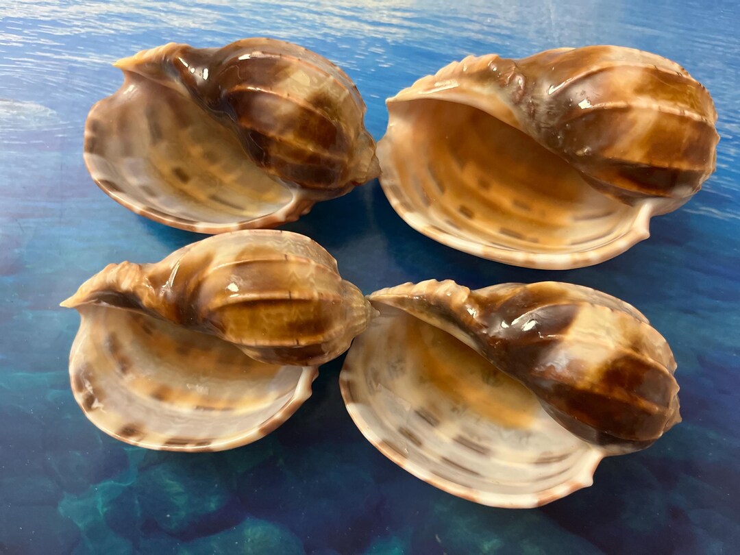 Polished Brown Seashells Set: Coastal Decor, Beach Wedding Centerpieces ...