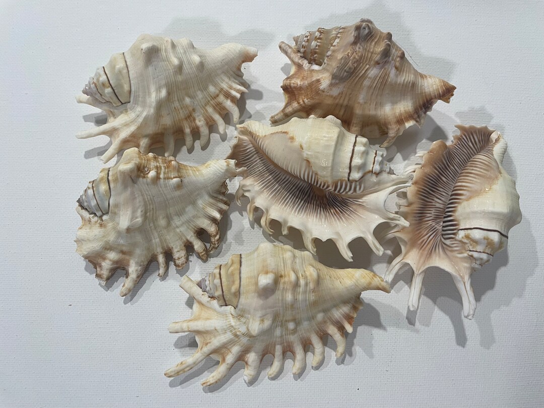 Millipede Lambis -6pcs 1/2 Inches. Beach Seashells - Natural Shells ...