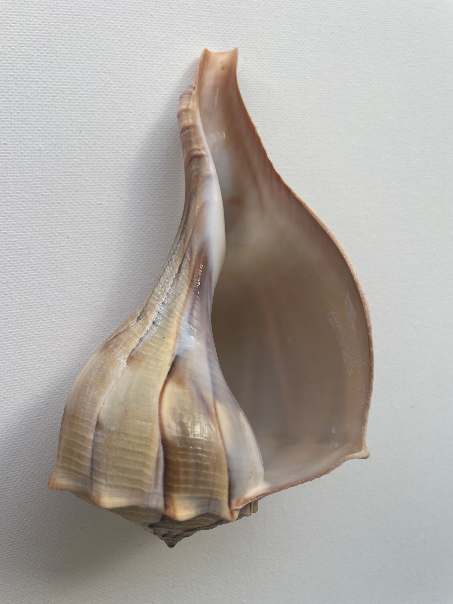 Atlantic Whelks Sea Shell Ocean Shells. Beach Shells. Decor for Marine ...