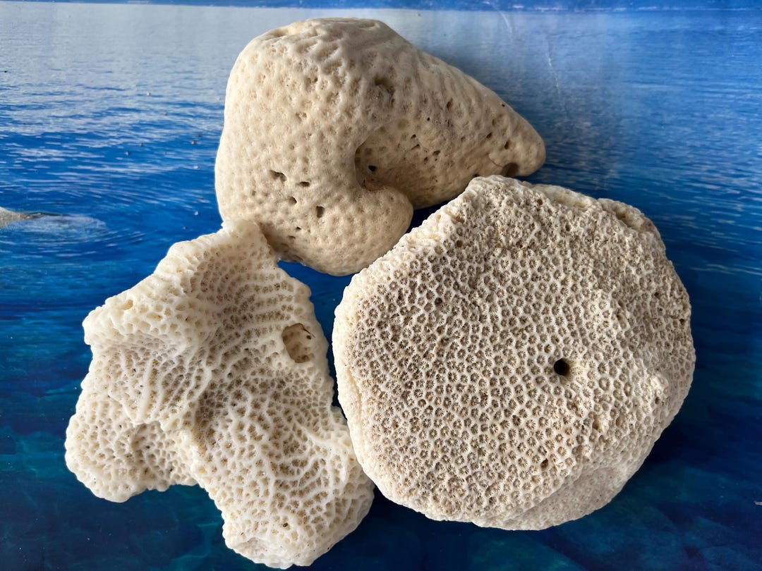 Set of 3pcs Natural Sea Coral Florida Beach. Beach Coral. Natural Coral ...
