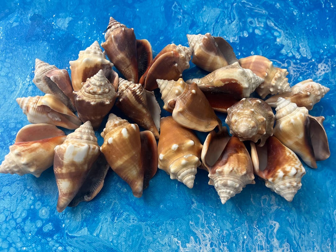 Lot of 20 Strombus Shells. Ocean Shells. Beach Shells. Decor for Marine Aquariums, Interiors ...