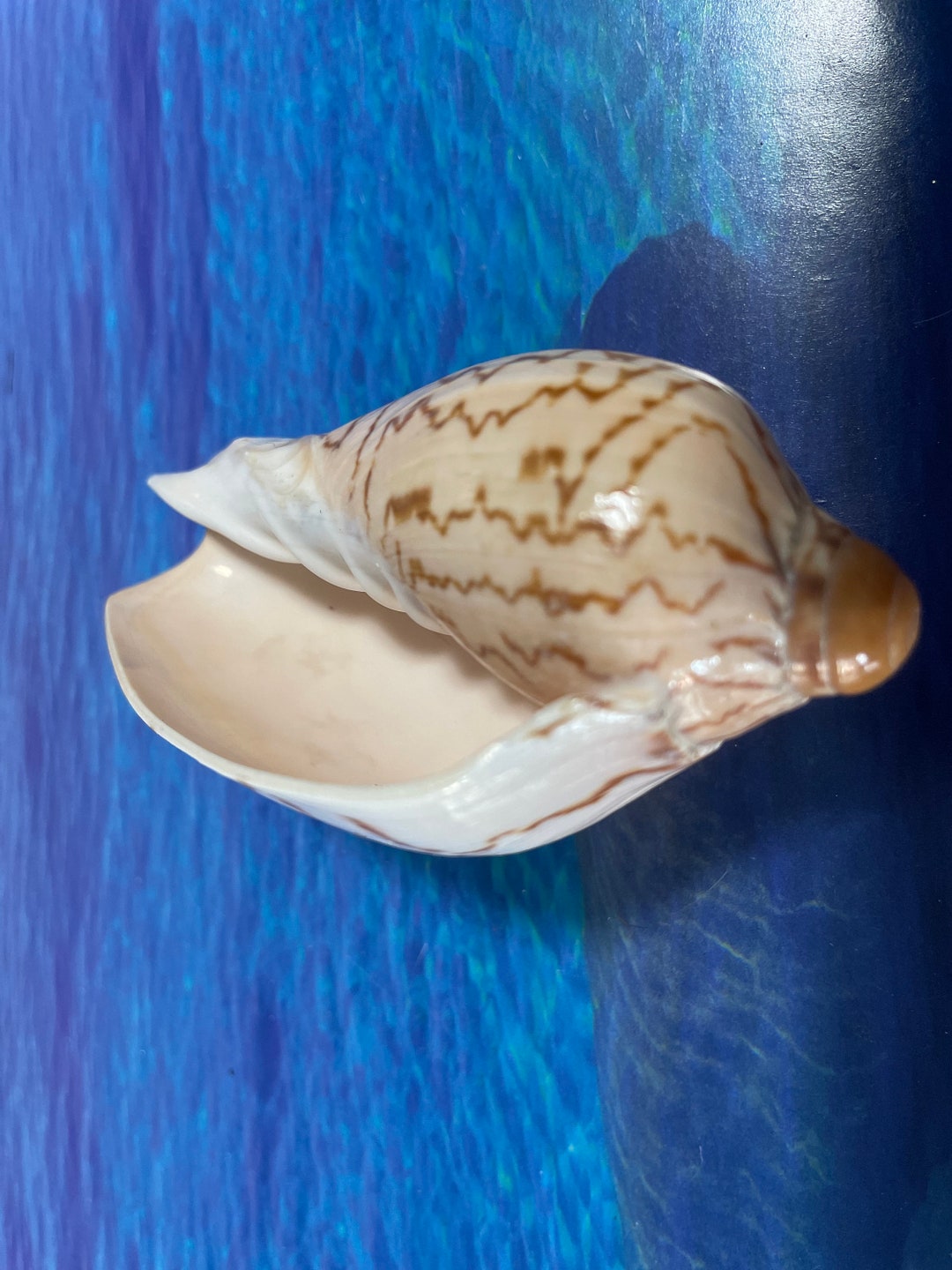 Cymbiola Nobilis. Rare Sea Shells. Gorgeous Beach Shells. Home Decor ...