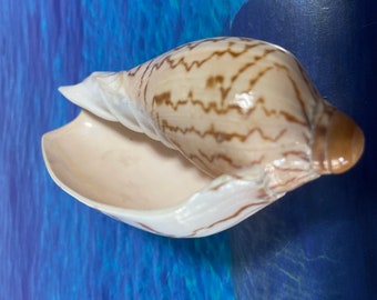 Bat Volute Shells - Etsy