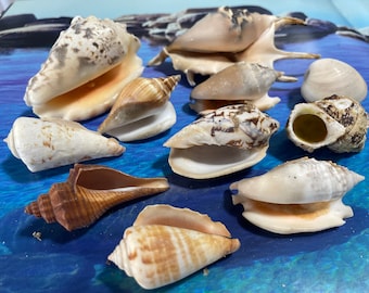 Rare Ocean Shells. Magnificent Beach Shells. Décor for Home, Boat ...