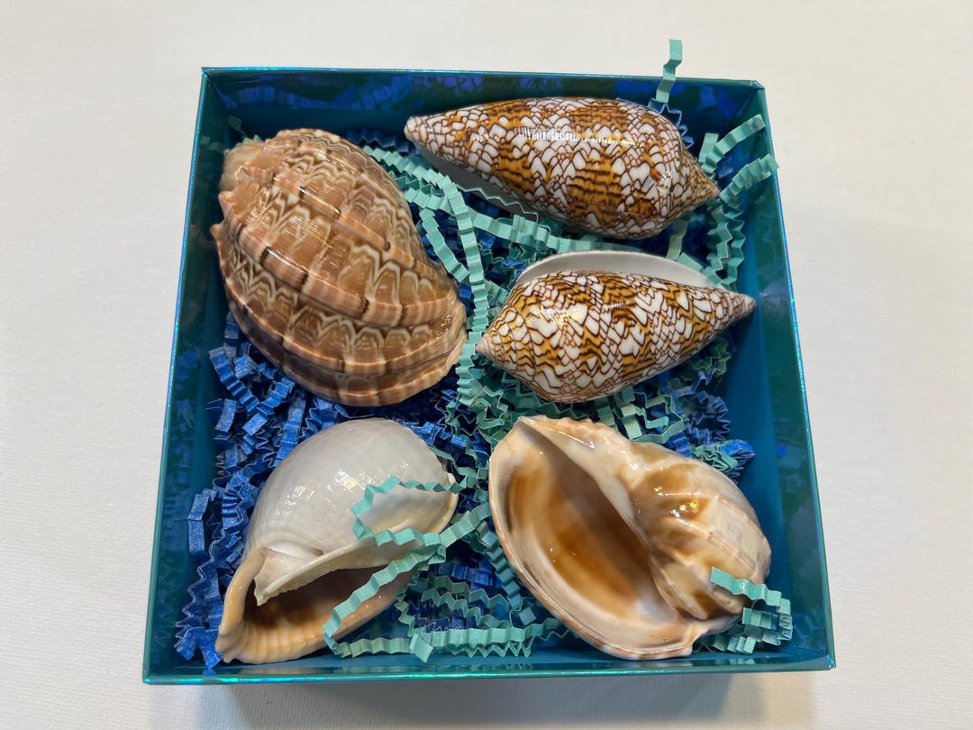 Exquisite Collection Set of 5pcs Beach Seashells - Natural Shells, Ocean Seashells,craft ...