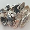 Natural Sea Coral Collection. Florida Beach Sand. Beach Coral . Natural ...