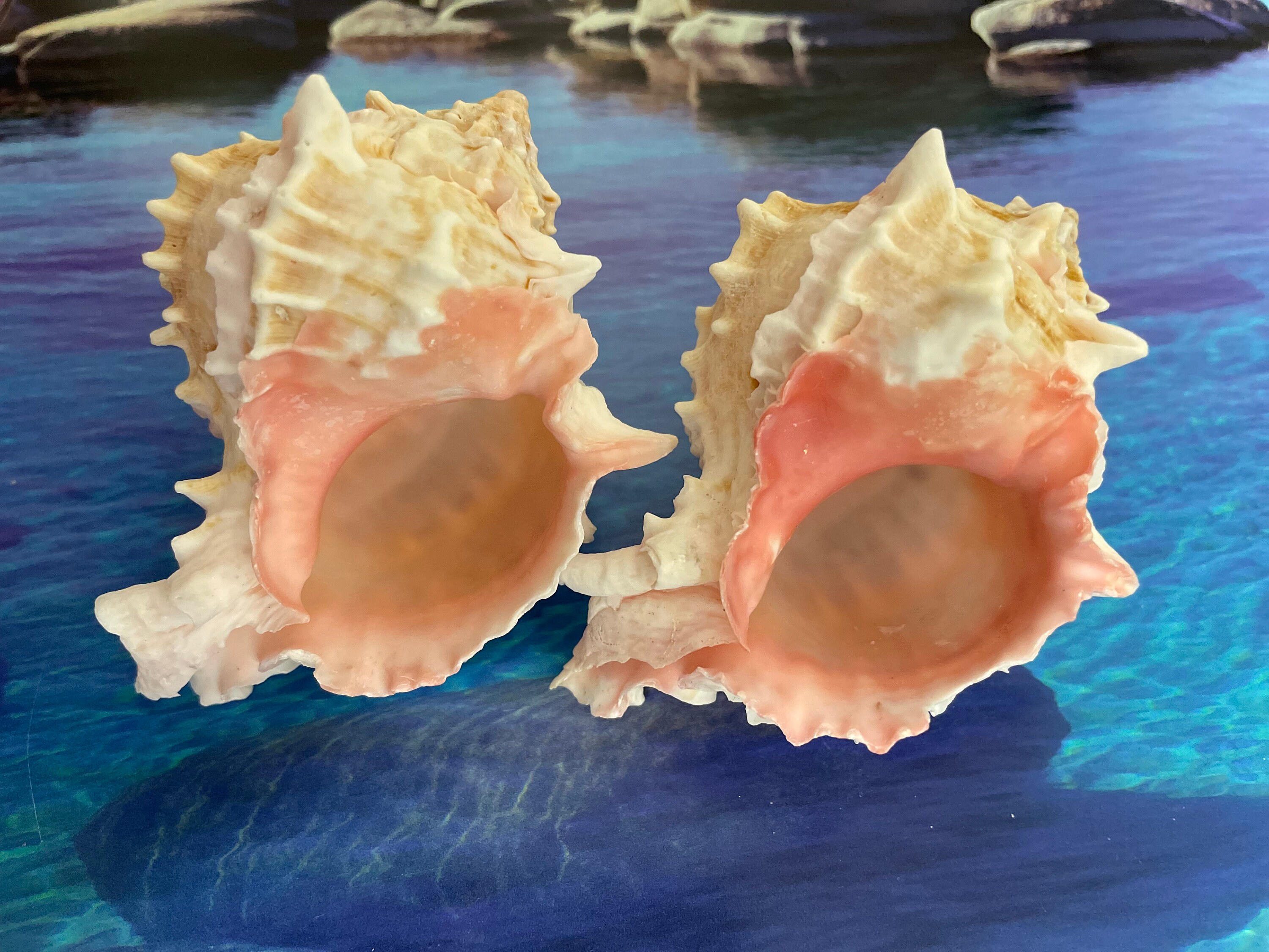 Ocean Shells. Beach Shells. Decor for Marine Aquariums - Etsy