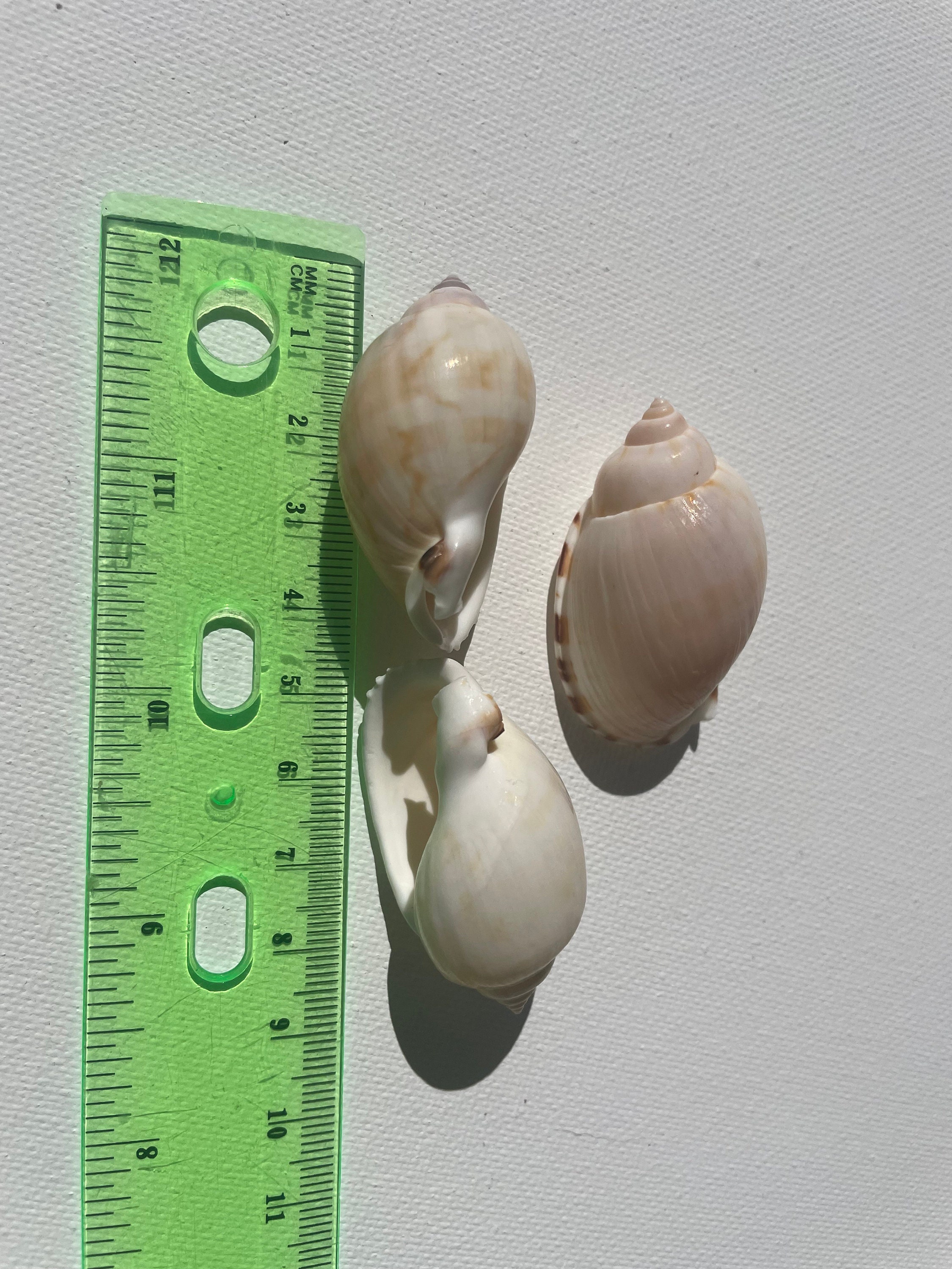 CASSIDAE. Ocean Shells. Beach Shells. Decor Home, Shell Showcases ...