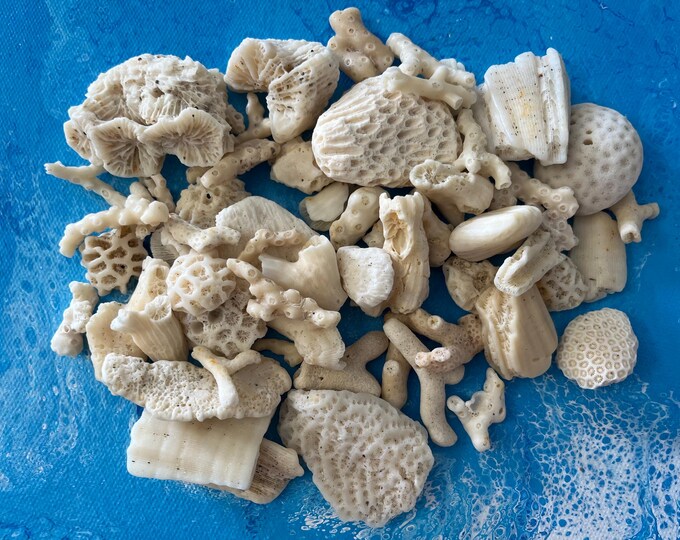 Natural Sea Coral Florida Beach. Beach Coral. Natural Coral Ocean ...