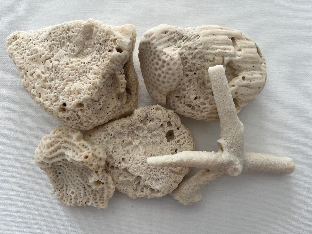Natural Sea Coral Collection: Florida Beach Decor, Craft Supplies - Etsy