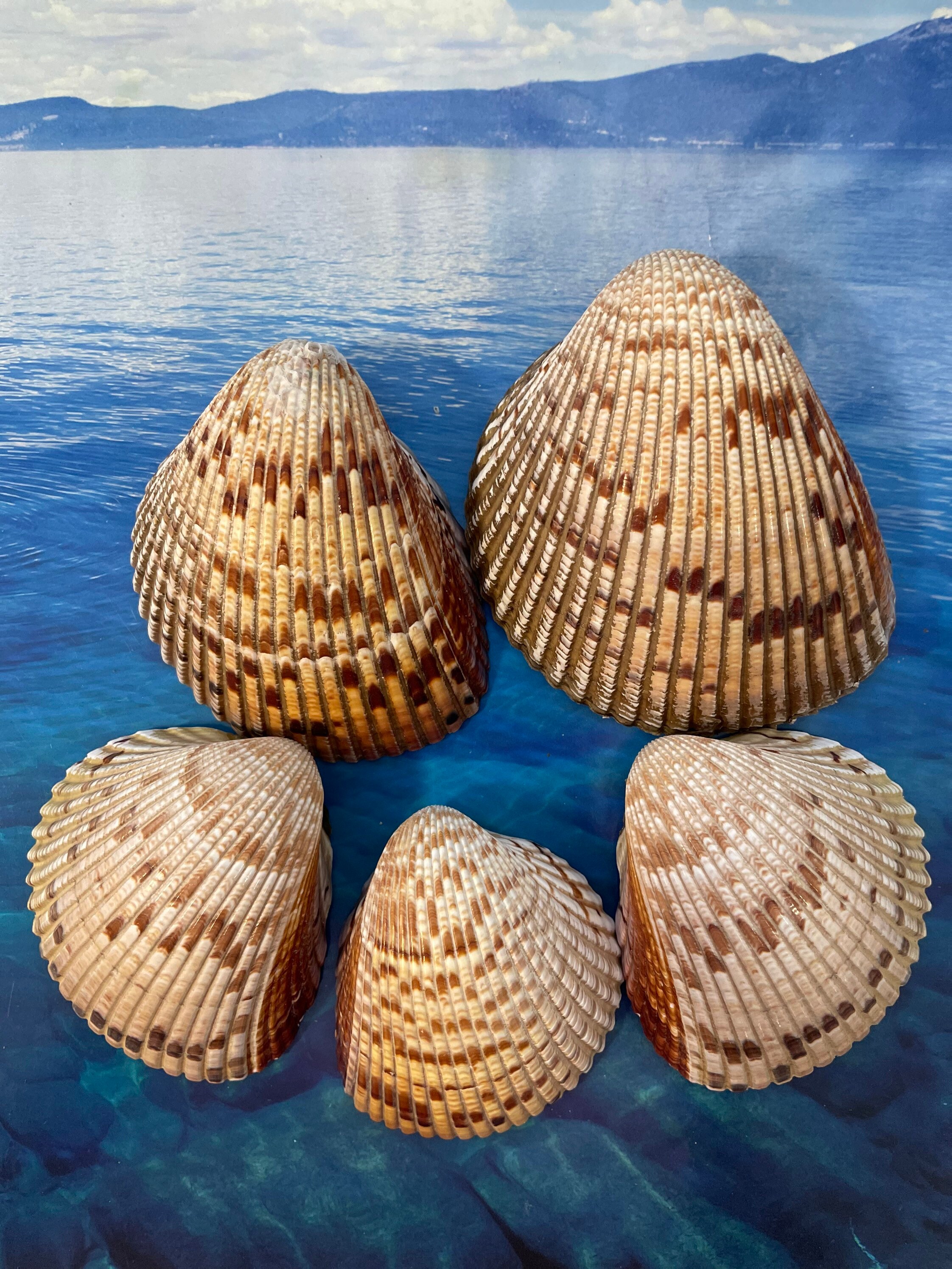 Giant Atlantic Seashells in Brown Tones for Coastal Home Decor - Etsy