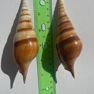 Tibia Curta Shell. Spindle Tibia Sea Shell Tibia Fusus Gastropod Sea ...