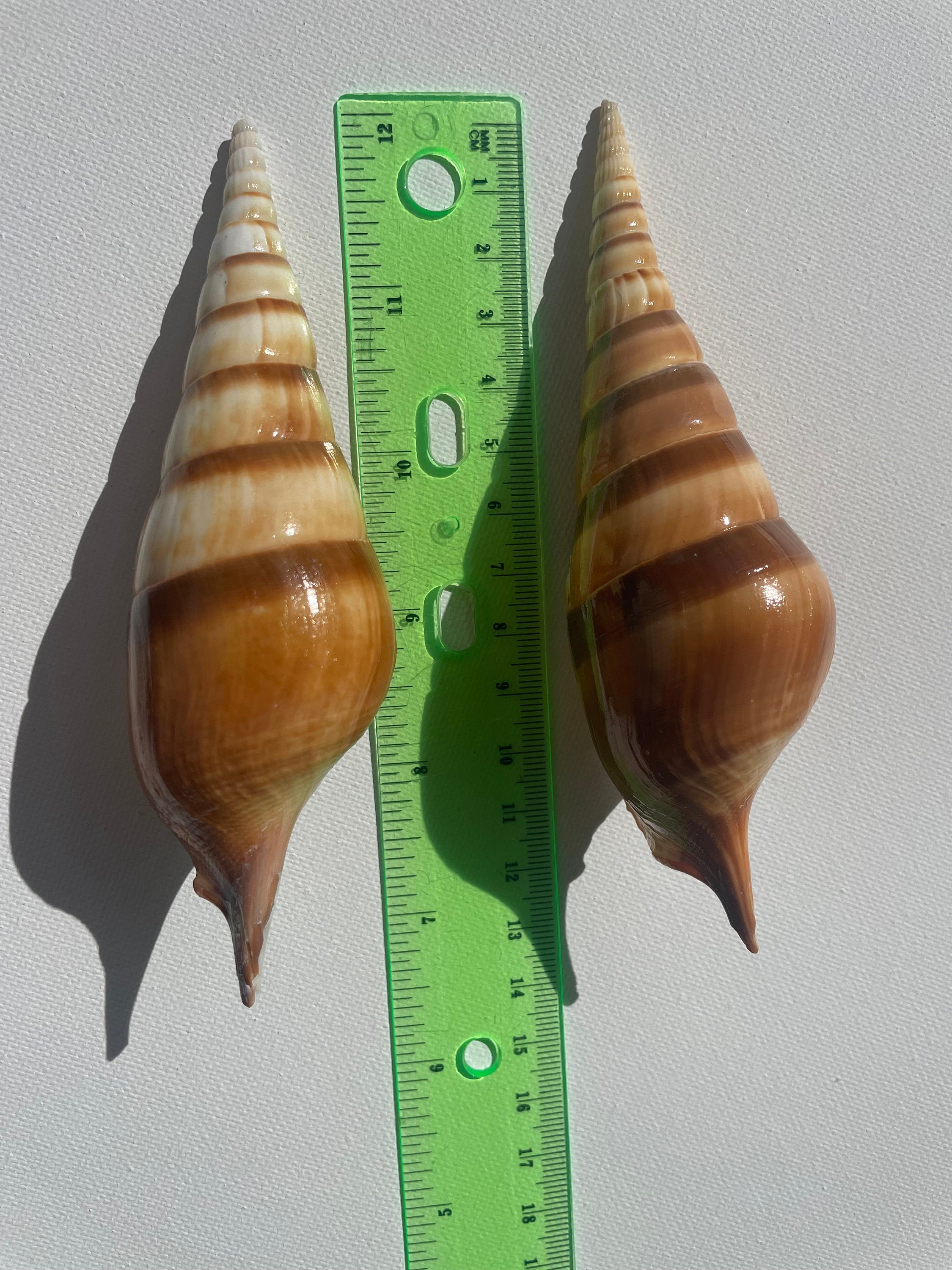 Tibia Curta Shell. Spindle Tibia Sea Shell Tibia Fusus Gastropod Sea ...