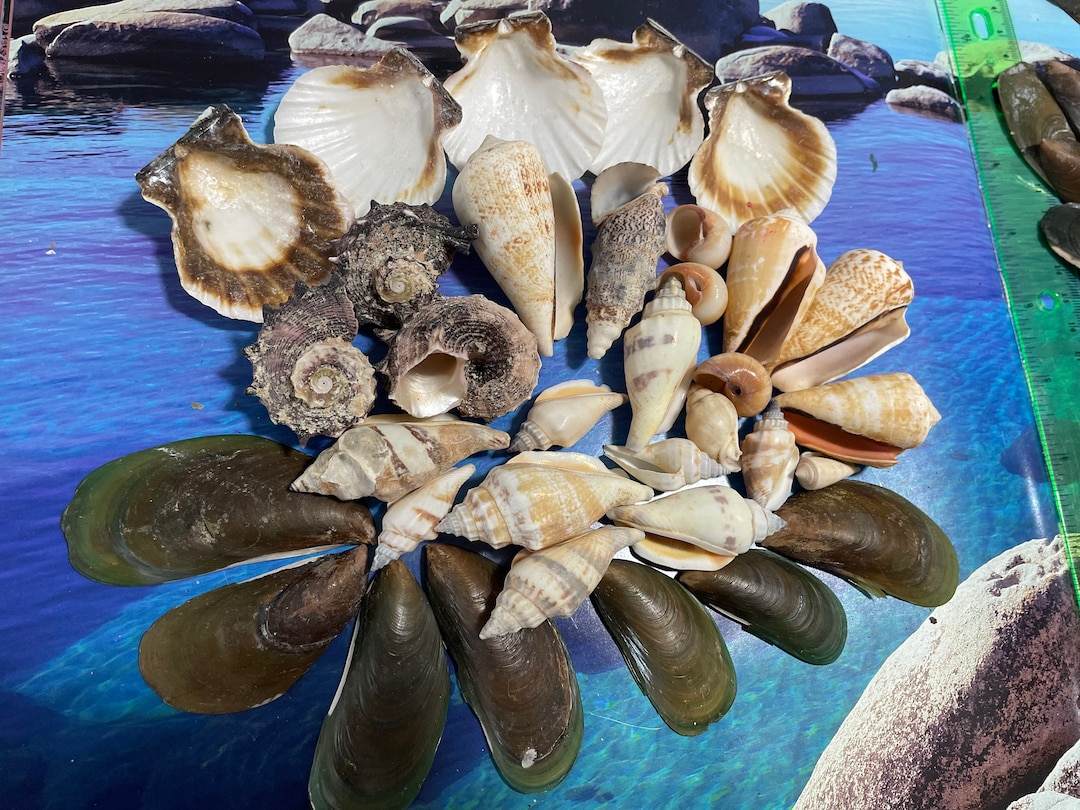 Rare Sea Shells. Gorgeous Beach Shells. Decor for Home, Boat, Aquarium ...