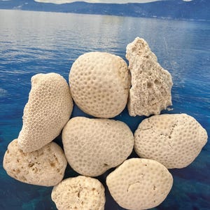 Natural Sea Coral Collection. Florida Beach Sand. Beach Coral . Natural ...