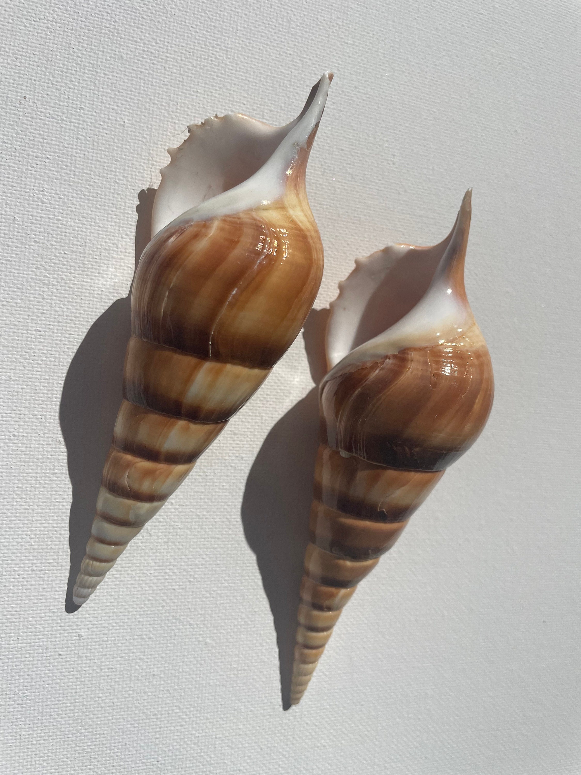 Tibia Curta Shell. Spindle Tibia Sea Shell Tibia Fusus Gastropod Sea ...