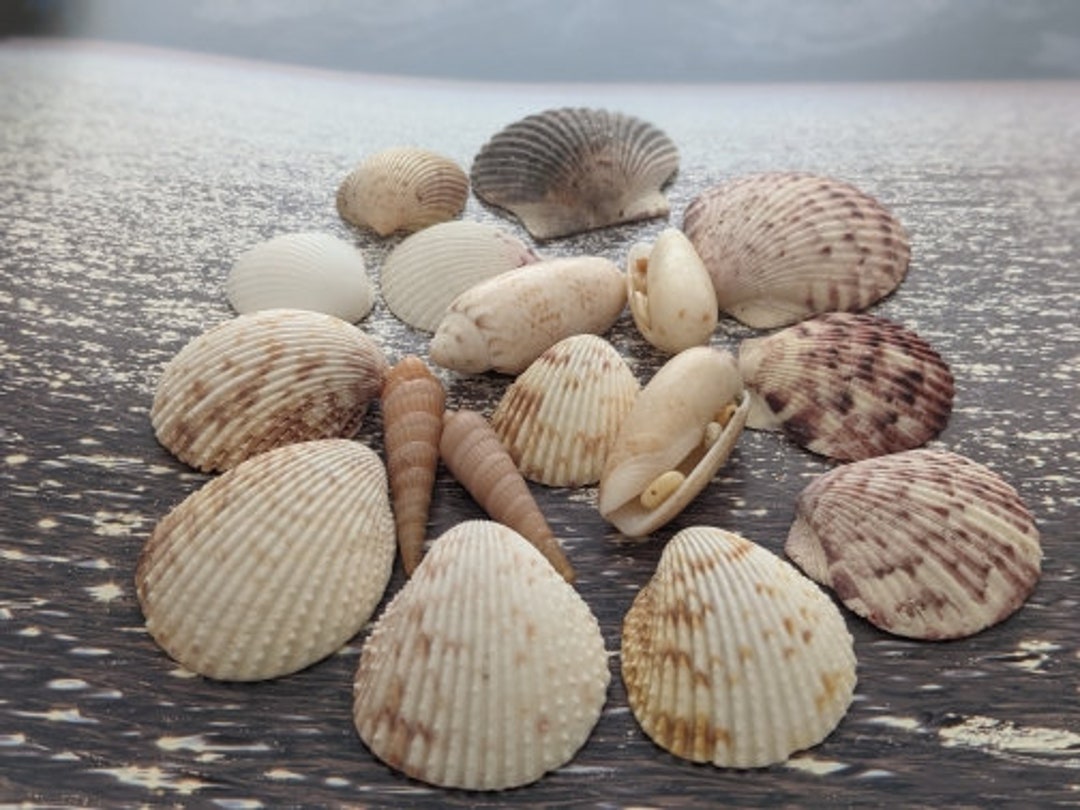 Beach Seashells - Natural Shells, Ocean Seashells,craft Aquarium Sea ...