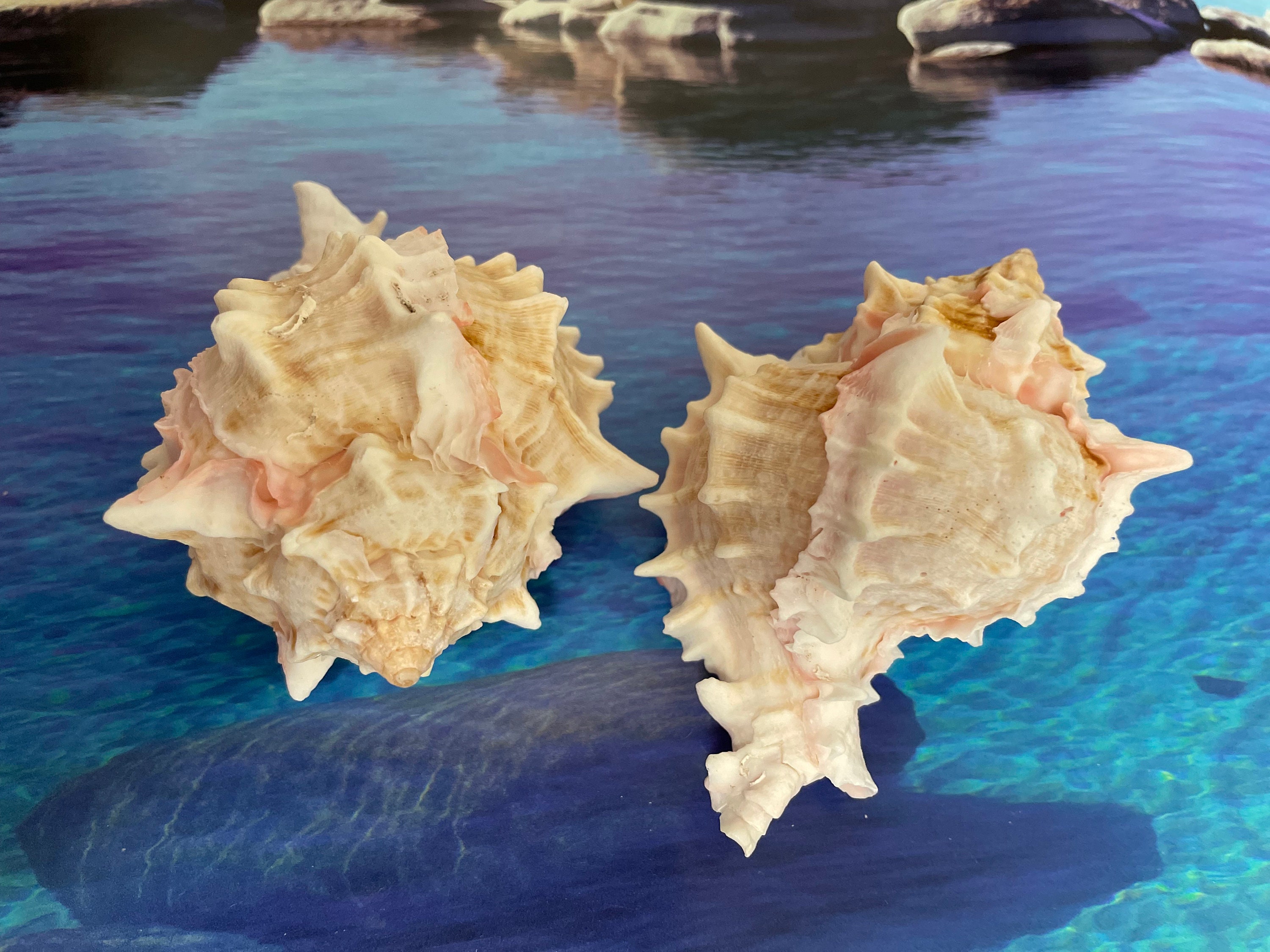 Ocean Shells. Beach Shells. Decor for Marine Aquariums - Etsy