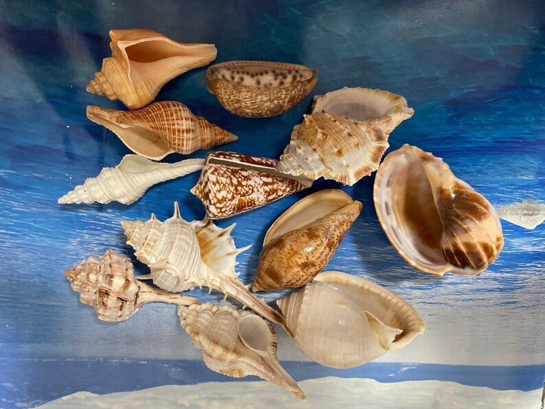 Rare Ocean Shells. Magnificent Beach Shells. Décor for Home - Etsy
