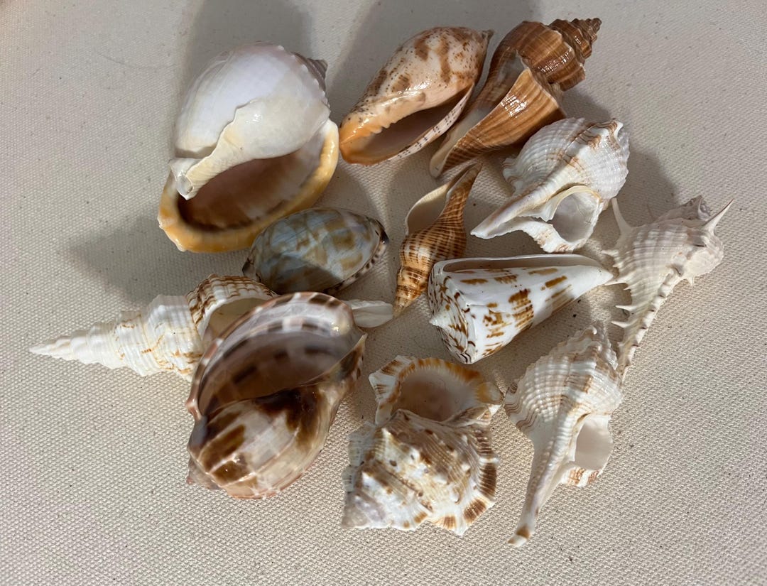 Rare Ocean Shells. Magnificent Beach Shells. Décor for Home, Boat ...