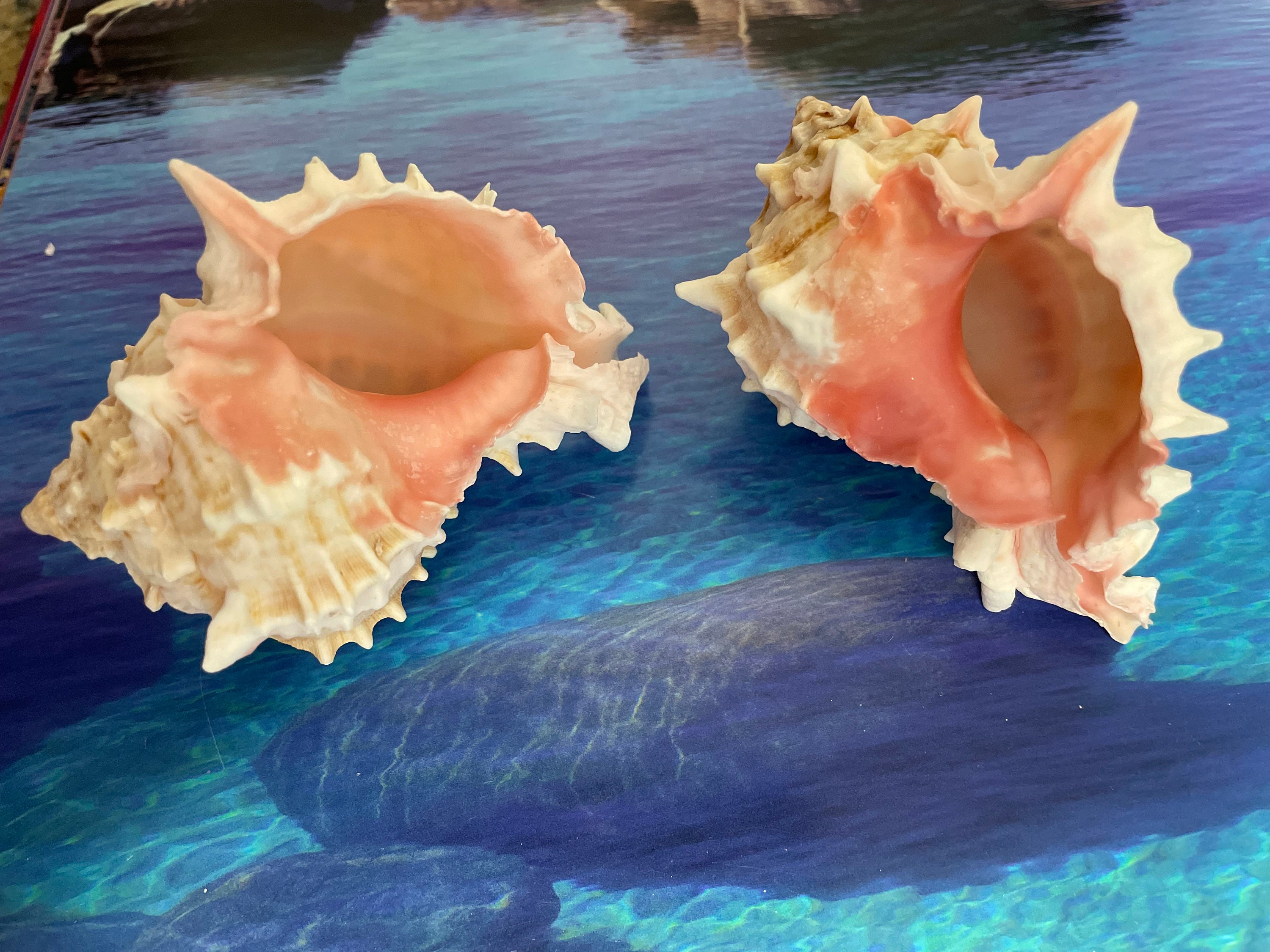 Ocean Shells. Beach Shells. Decor for Marine Aquariums - Etsy