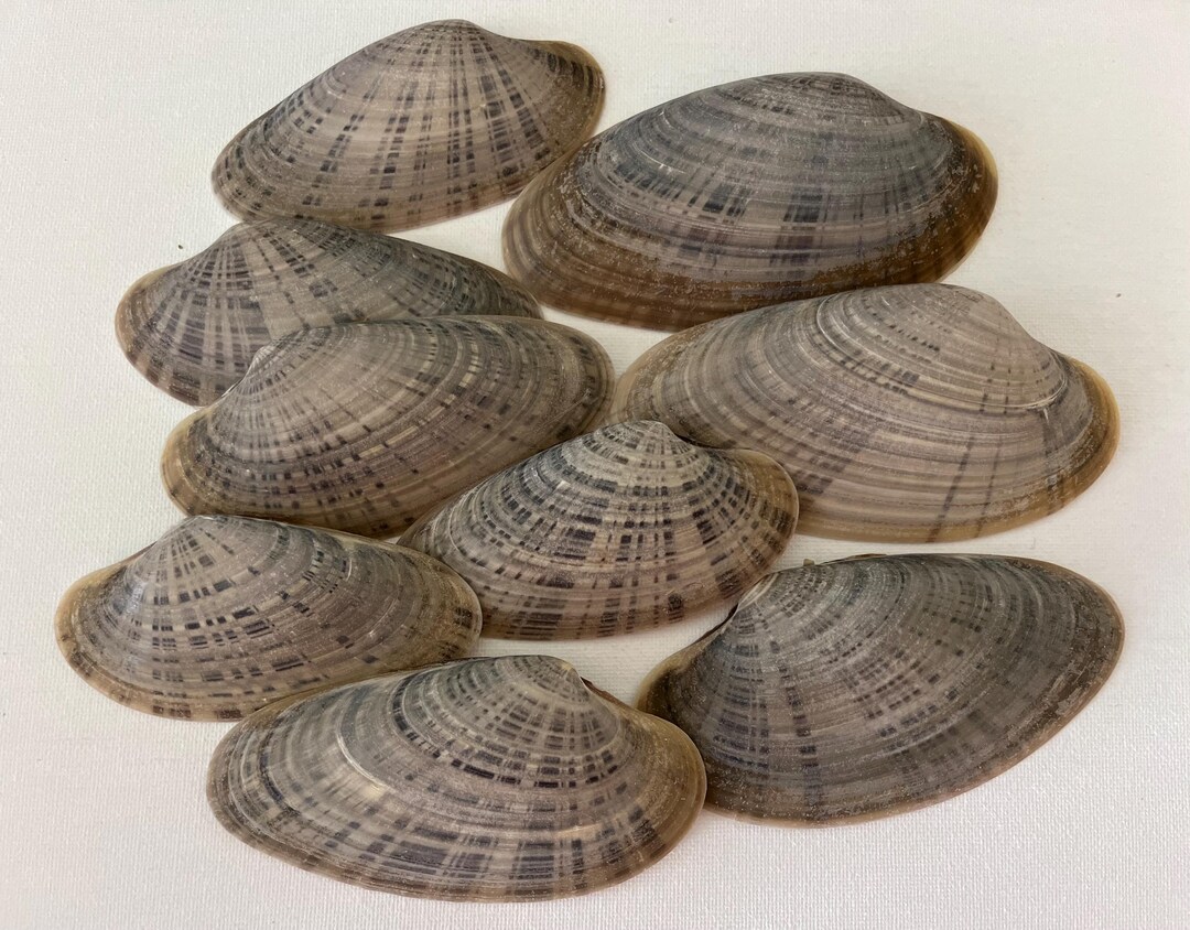 Set of 9 Pcs. Sunray Venus Giant Atlantic Seashells, Home Decor. Large ...
