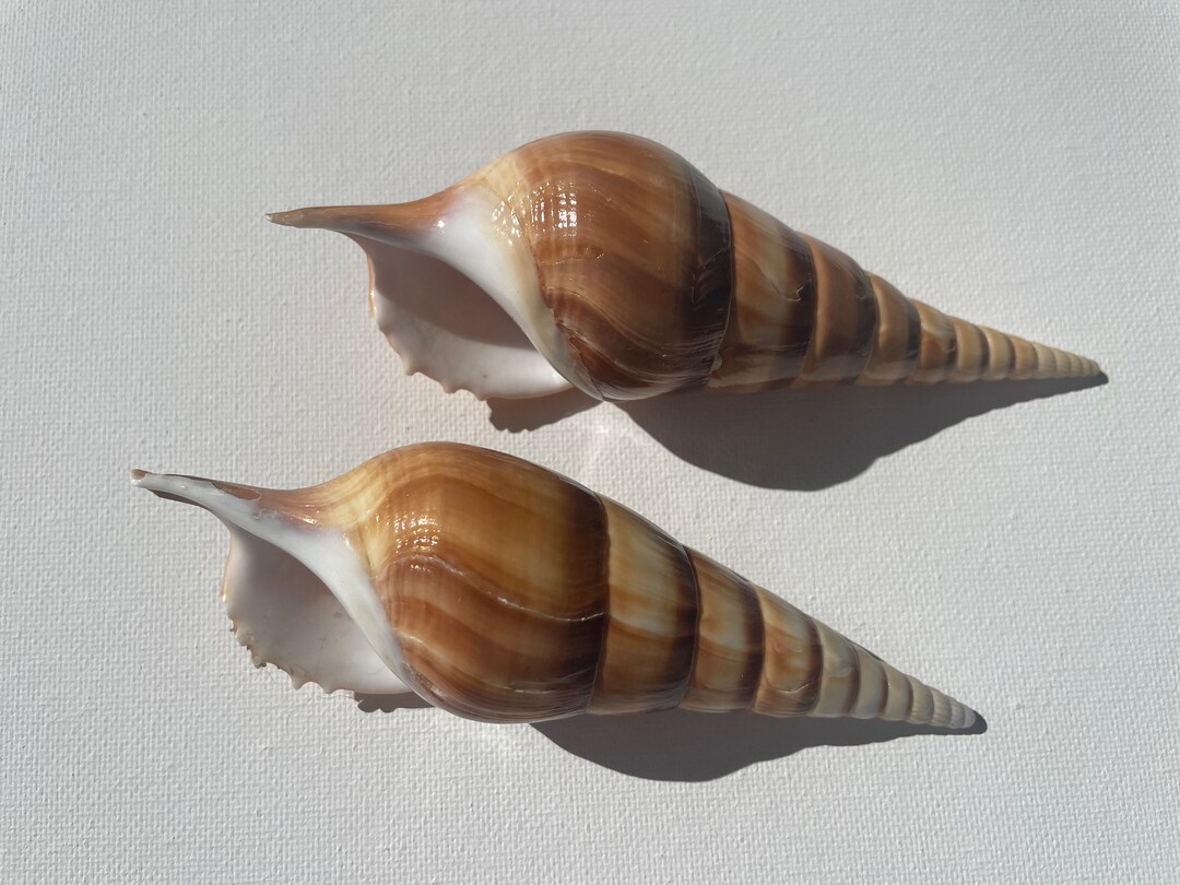 Tibia Curta Shell. Spindle Tibia Sea Shell Tibia Fusus Gastropod Sea ...