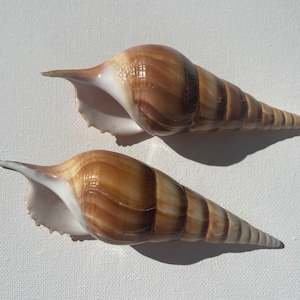 Tibia Curta Shell. Spindle Tibia Sea Shell Tibia Fusus Gastropod Sea ...