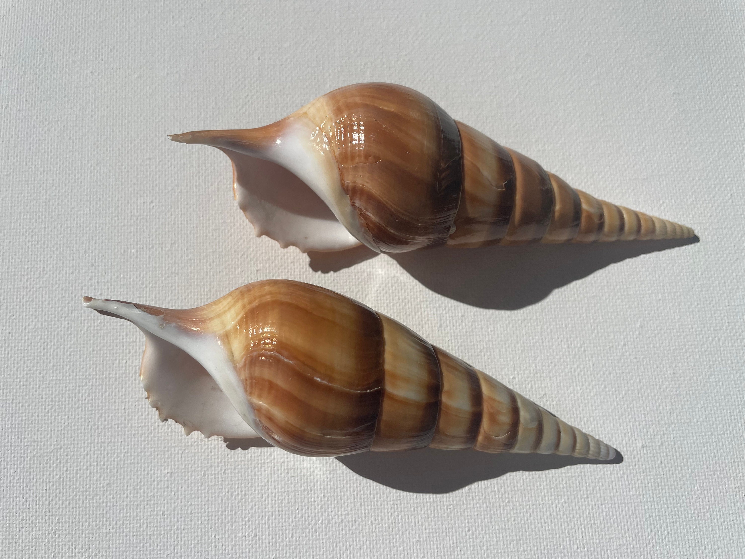 Tibia Curta Shell. Spindle Tibia Sea Shell Tibia Fusus Gastropod Sea ...