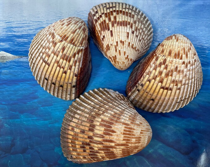 Atlantic Giant Cockles. Rare Ocean Shells. Magnificent Beach Shells ...