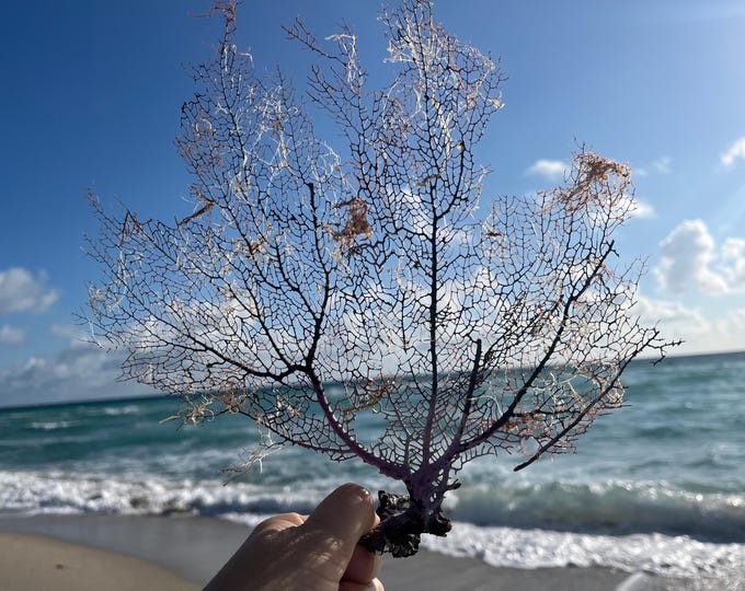 Natural Dried Ocean Sea Fans Sea Fans Coral Beach Natural Coral Ocean ...