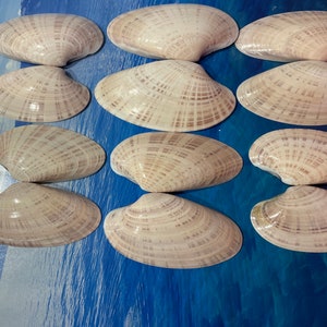 Set 12 Pcs. Sunray Venus Giant Atlantic Seashells, Home Decor. Shells ...